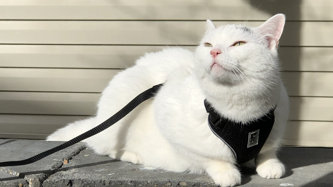 Longest run + Pepper Adventures | Eigenblogger