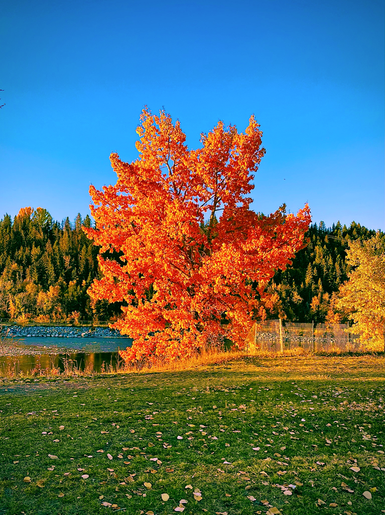 Pretty Tree | Eigenblogger