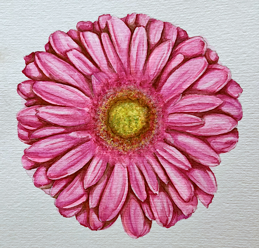 Sweet Gerbera Daisy | Eigenblogger
